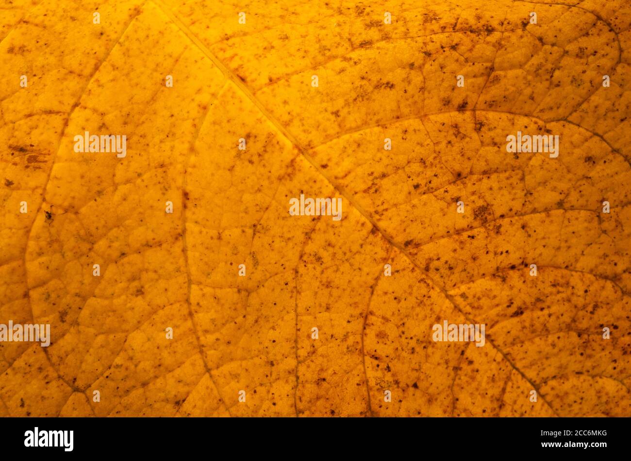 Bright yellow texture hi-res stock photography and images - Alamy