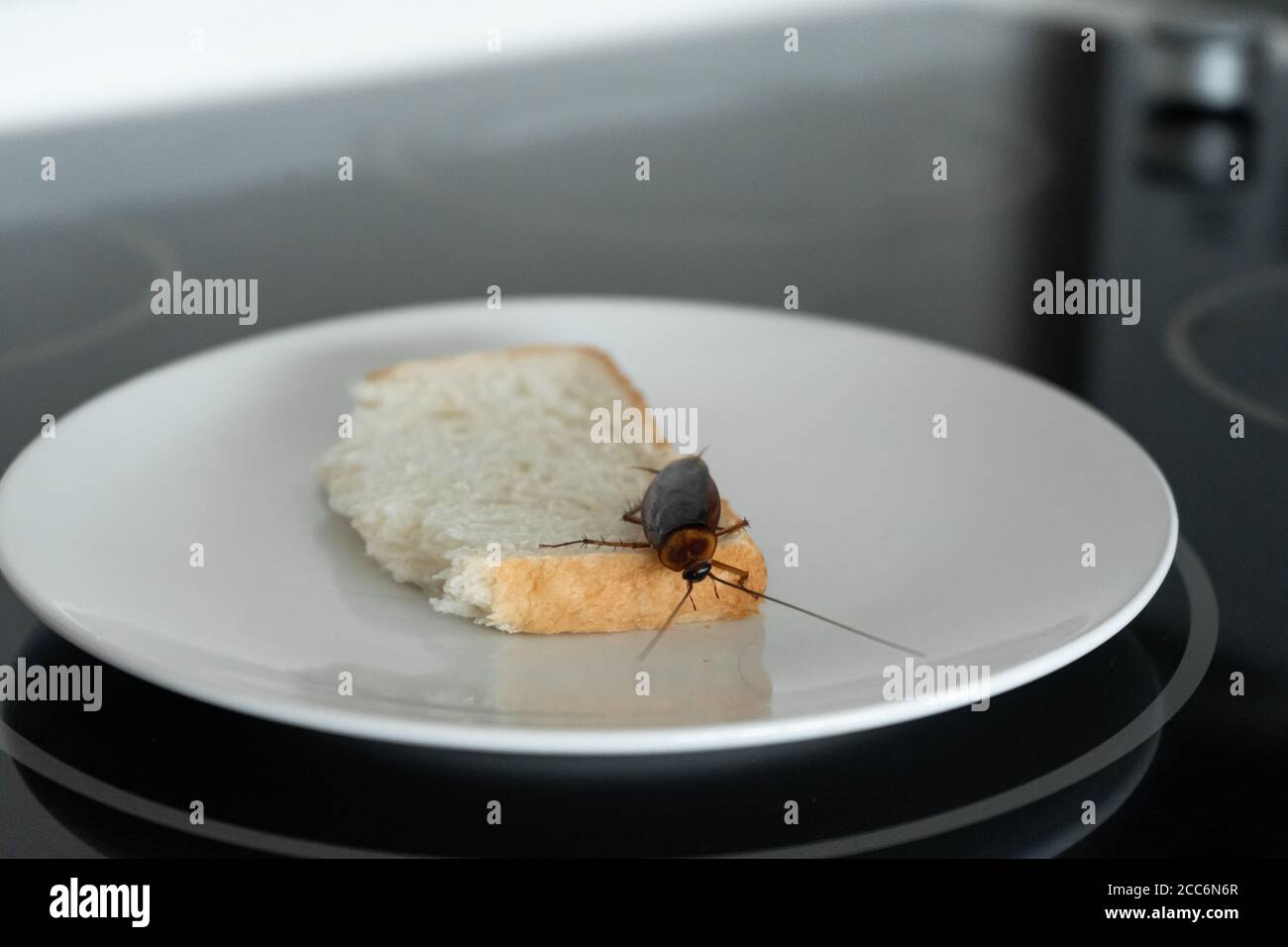 A cockroach is sitting on a piece of bread in a plate in the kitchen ...