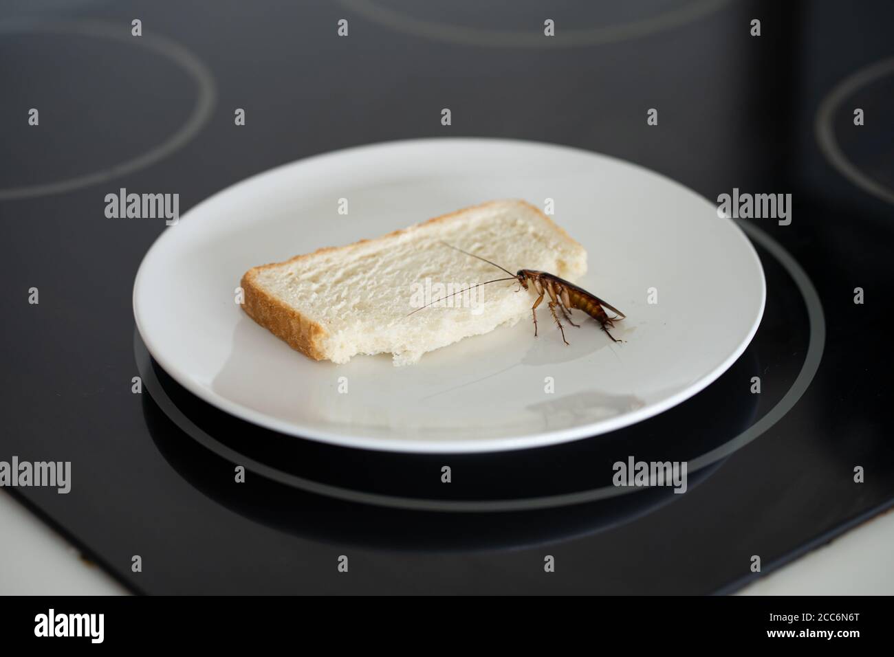 A cockroach is sitting on a piece of bread in a plate in the kitchen ...