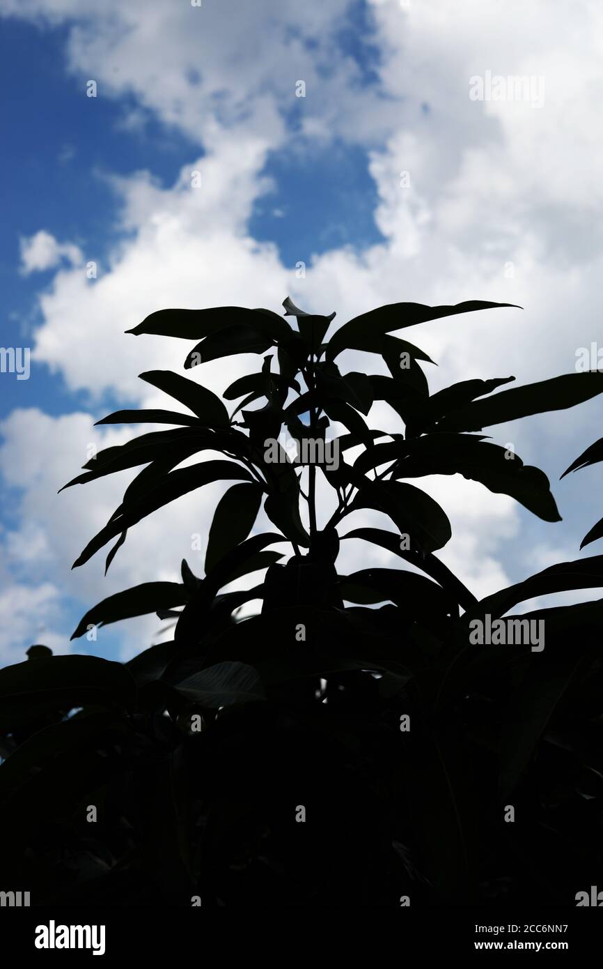 Silhouette shot of Mango tree on blue sky backgrounds Stock Photo - Alamy