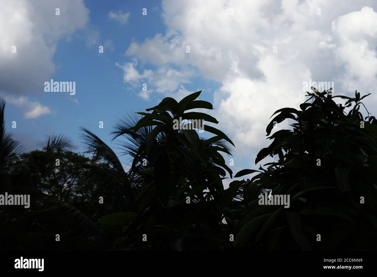 Silhouette shot of Mango tree on blue sky backgrounds Stock Photo - Alamy
