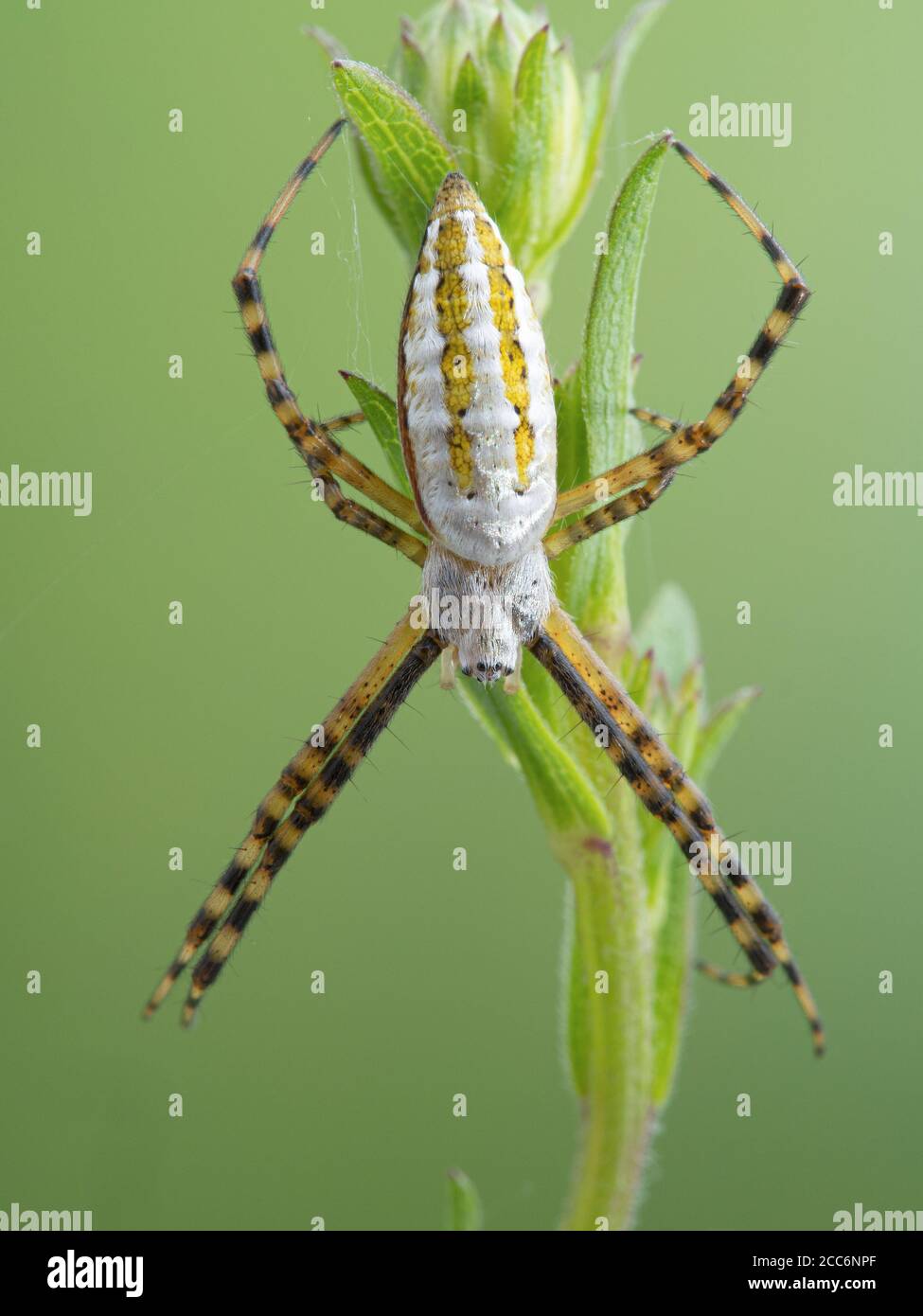 Dorsal view of a female banded garden spider, Argiope trifasciata ...