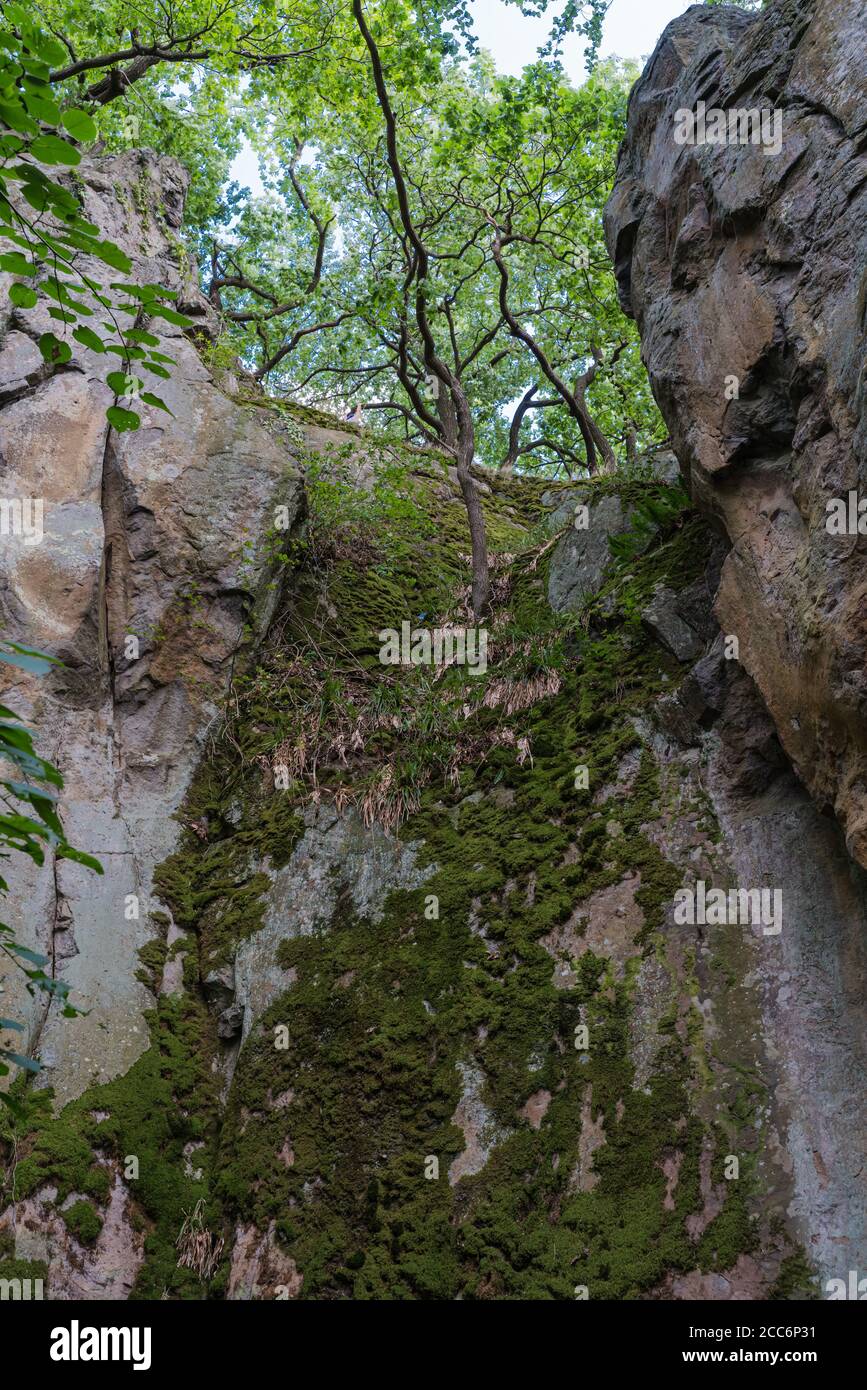 Trees on the edge of a cliff in the forest. in Summer Stock Photo - Alamy