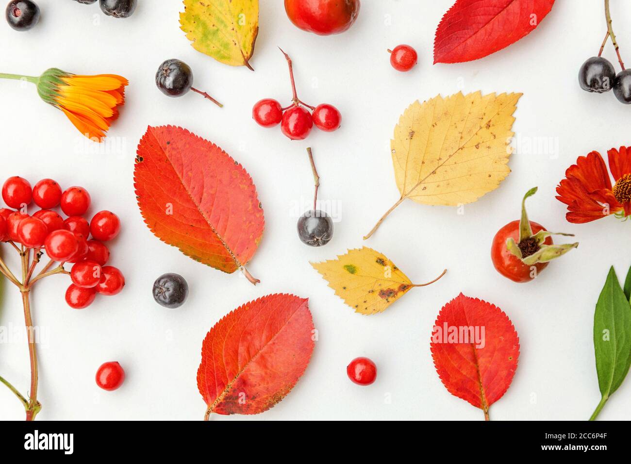 Autumn floral composition. Plants viburnum rowan berries dogrose fresh ...