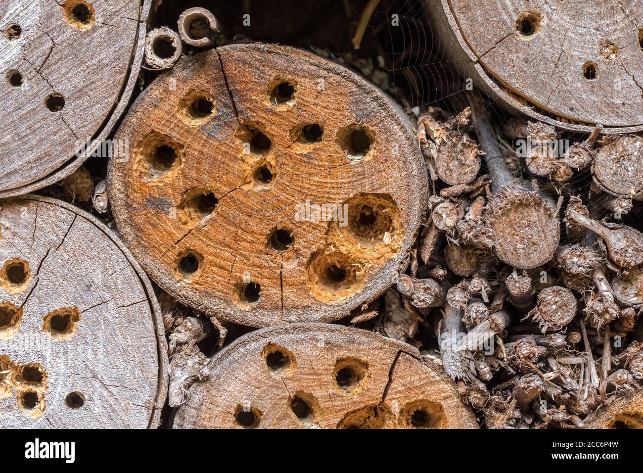 Insect hotel for solitary bees, nest holes / cavities in wood block ...