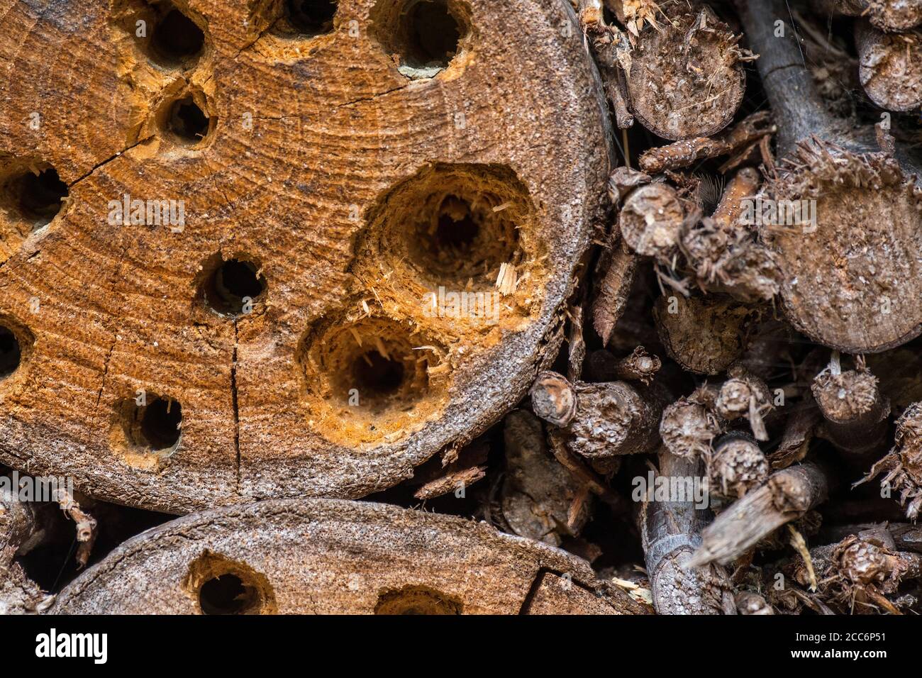 Insect hotel for solitary bees, nest holes / cavities in wood block ...