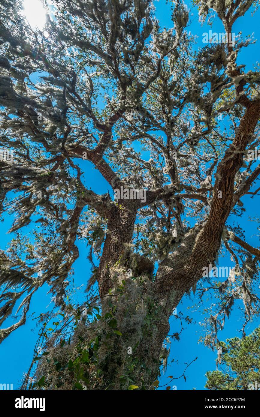 Looking upwards at the large live oak tree with the long hanging ...