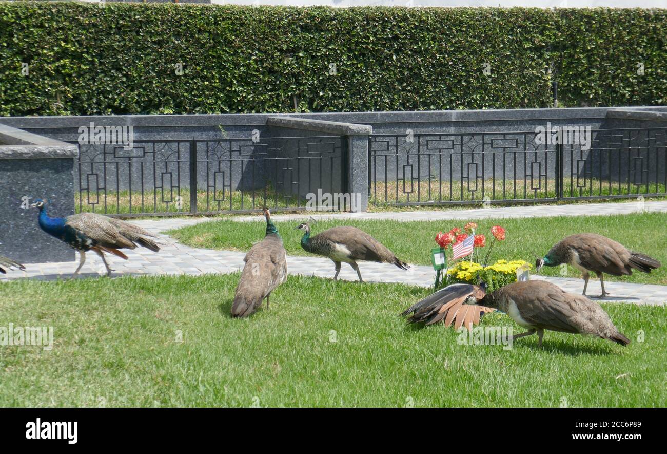 Hollywood, California, USA 17th August 2020 A general view of ...