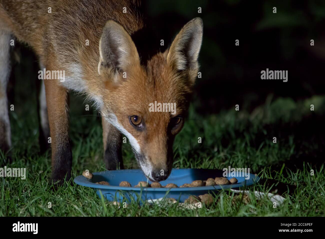 Red Fox Garden Visitor High Resolution Stock Photography and Images - Alamy