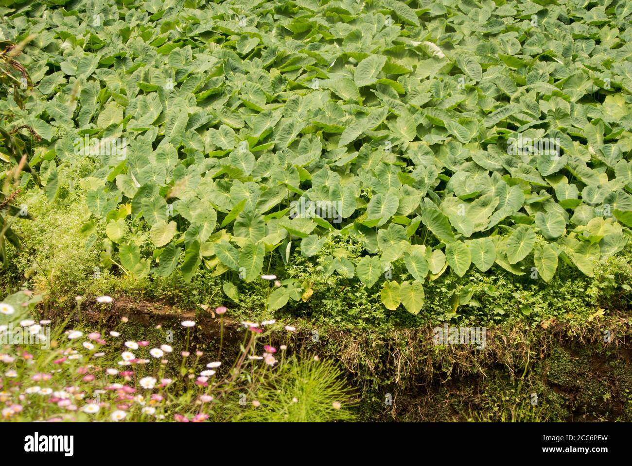 River bank with thickets of marsh plants. Close-up of wrinkled leaves ...