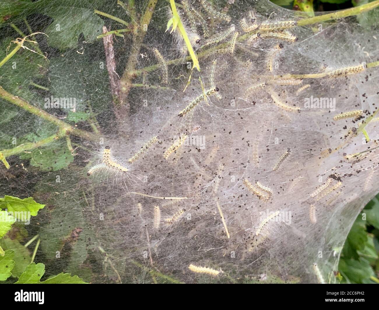 Small fall webworm moth caterpillars or larvea in webbed nest on green ...