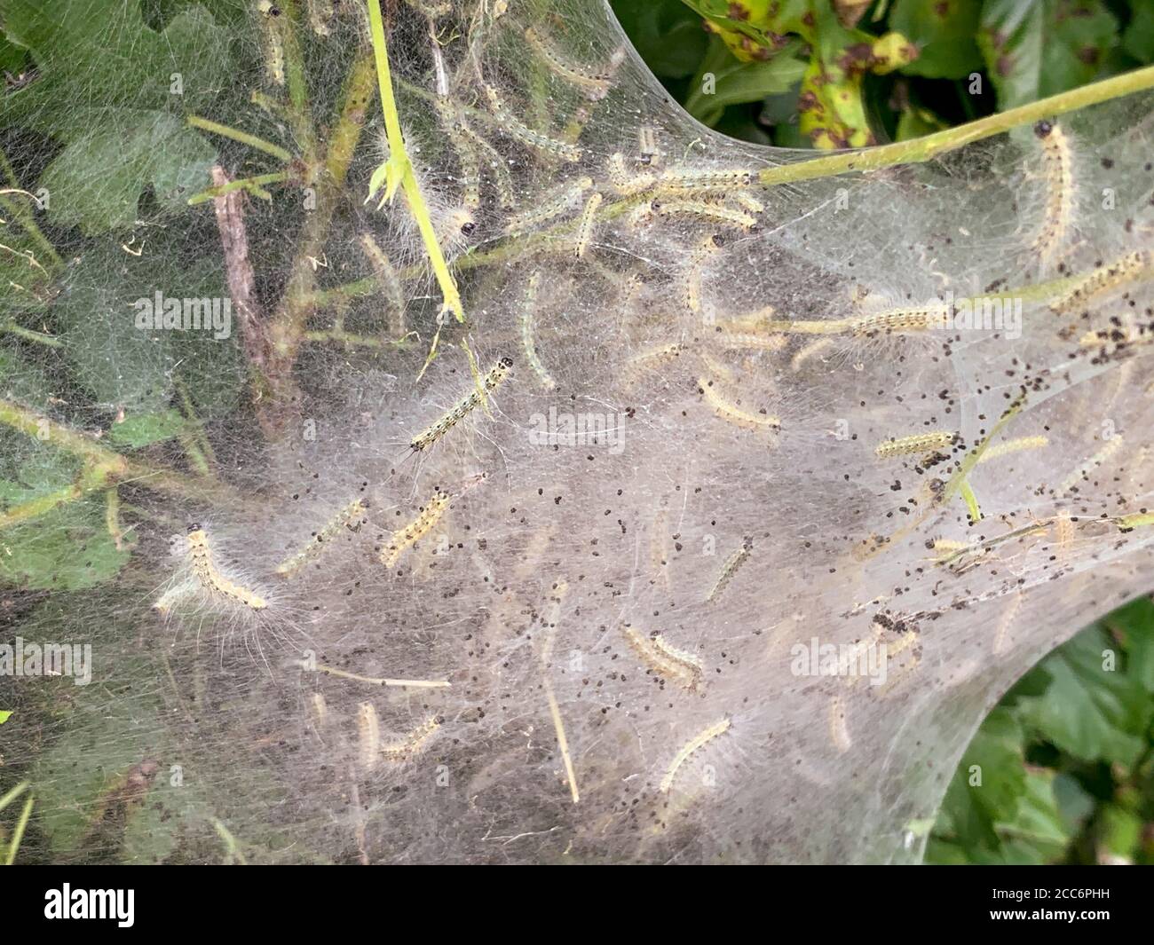 Small fall webworm moth caterpillars or larvea in webbed nest on green ...