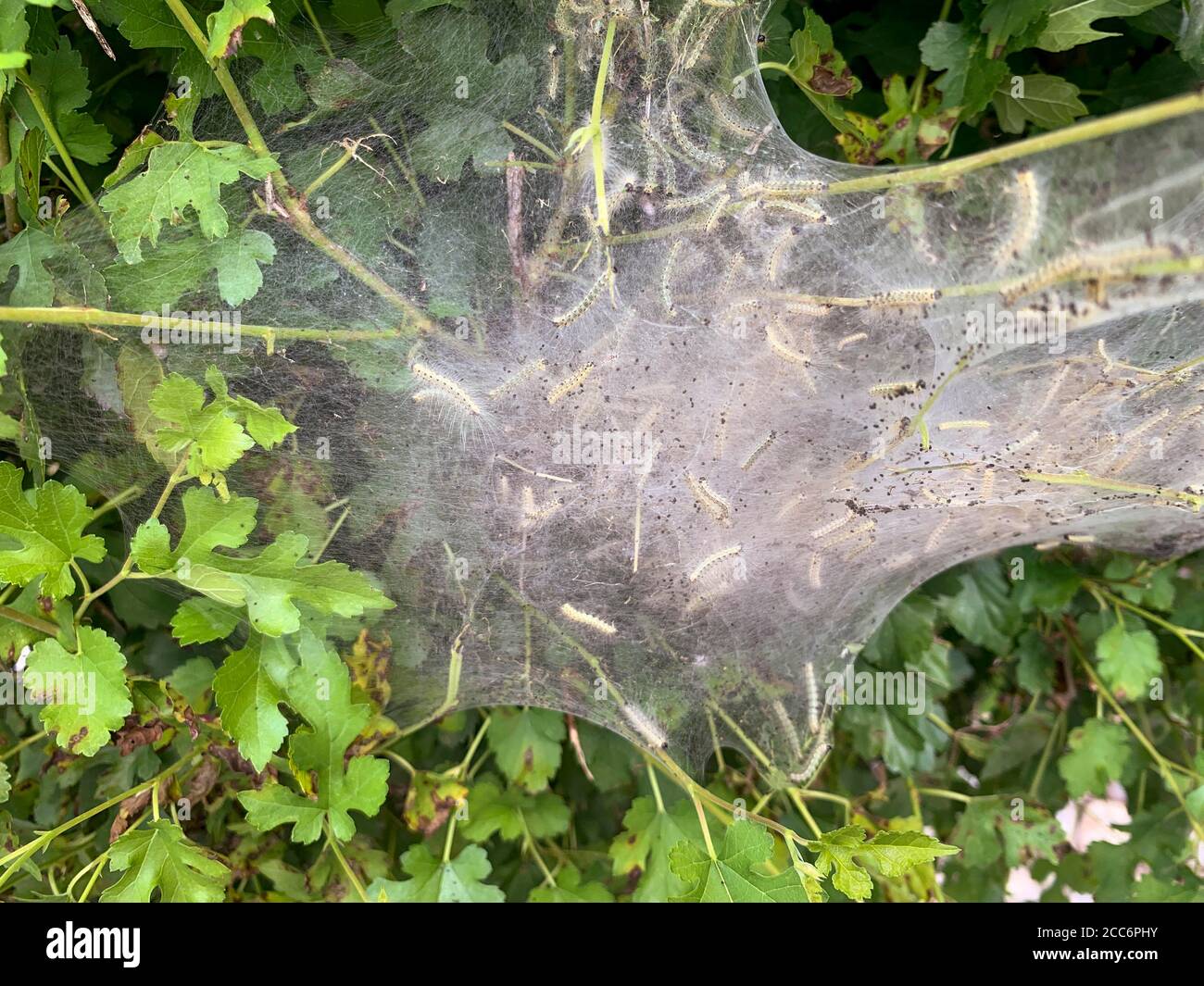 Small fall webworm moth caterpillars or larvea in webbed nest on green ...