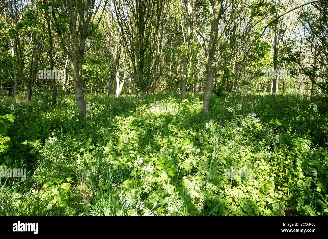 Sun dappled woodland scene Stock Photo - Alamy