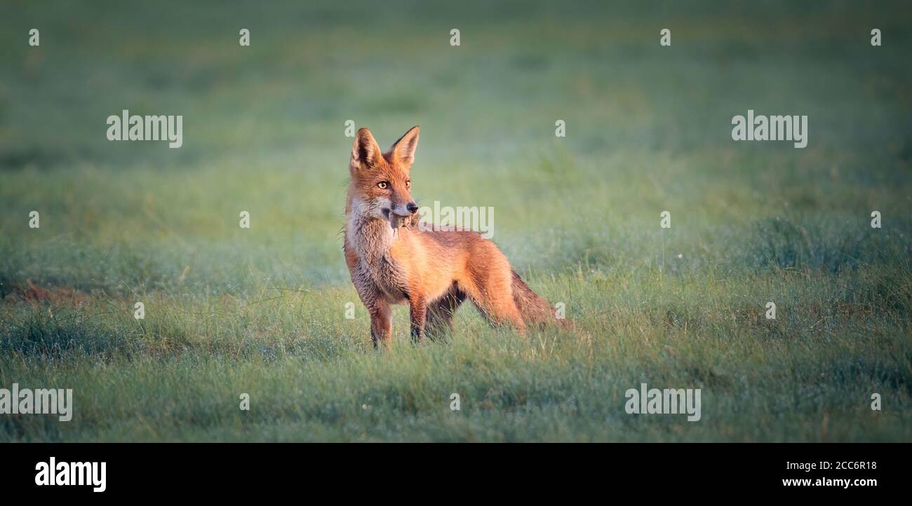 Red fox hunting mice hi-res stock photography and images - Alamy
