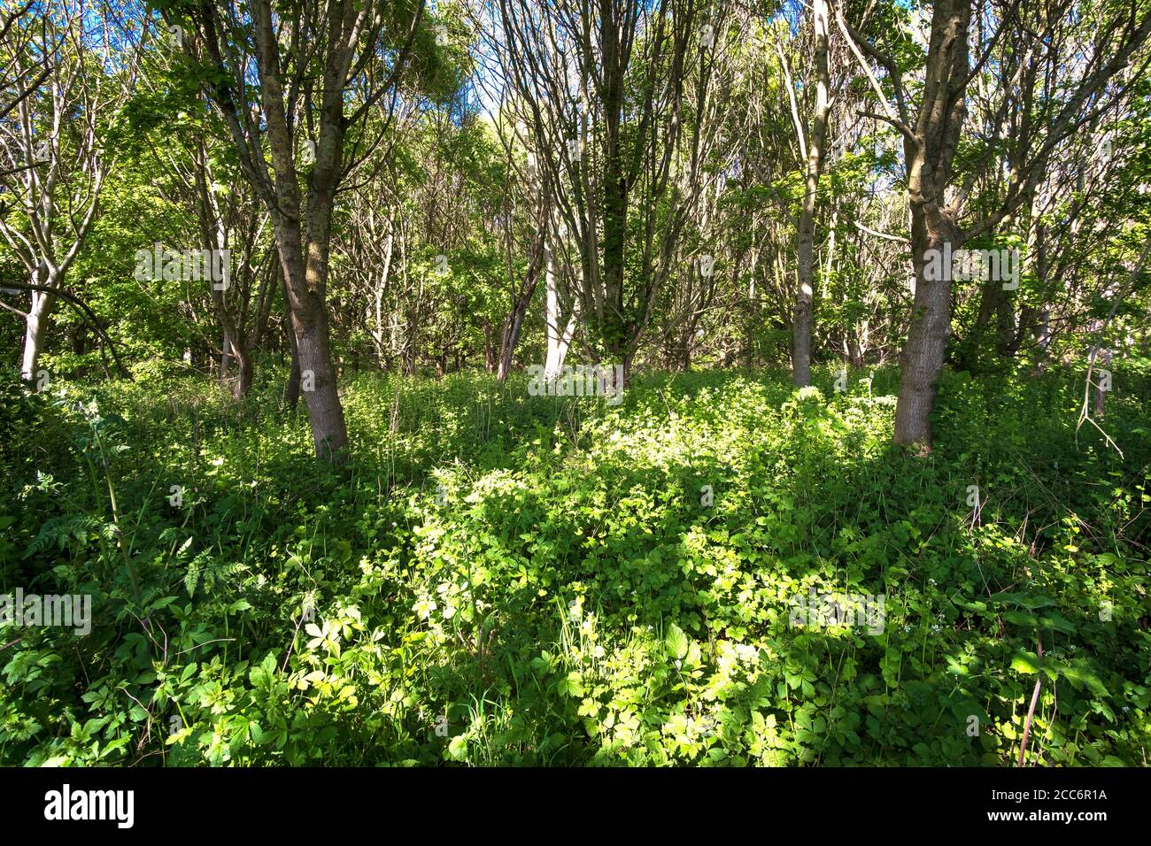 Sun dappled woodland scene Stock Photo - Alamy