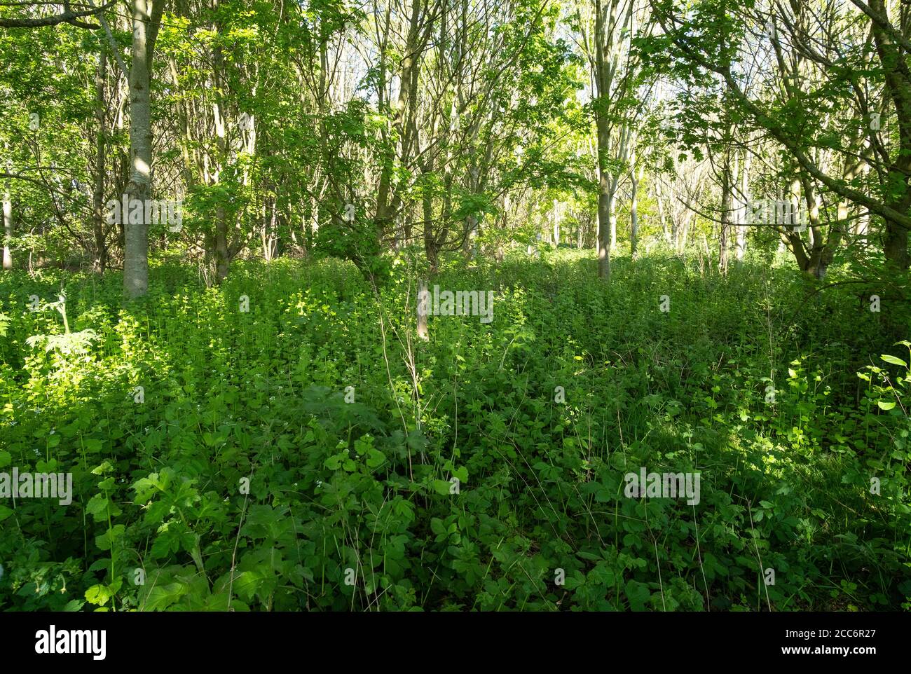 Sun dappled woodland scene Stock Photo - Alamy