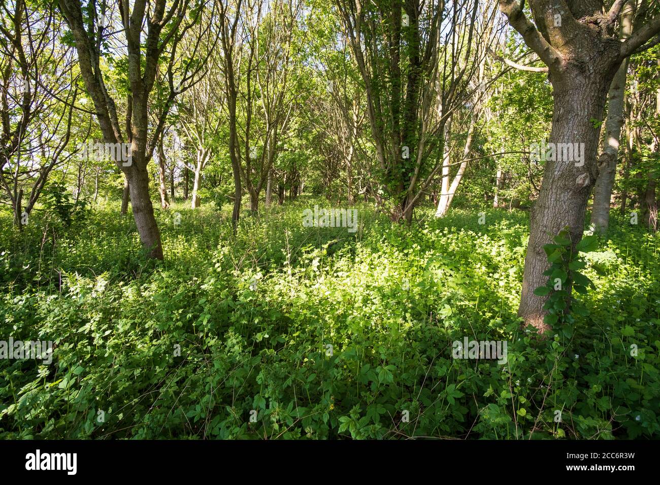 Sun dappled woodland scene Stock Photo - Alamy