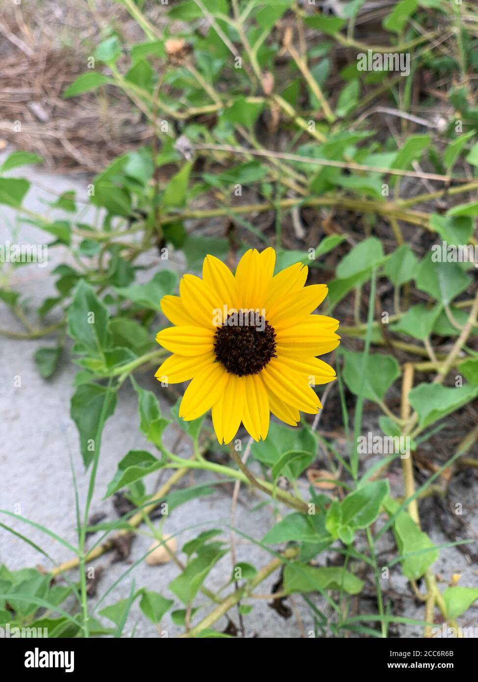 Sunflower with sun hi-res stock photography and images - Alamy