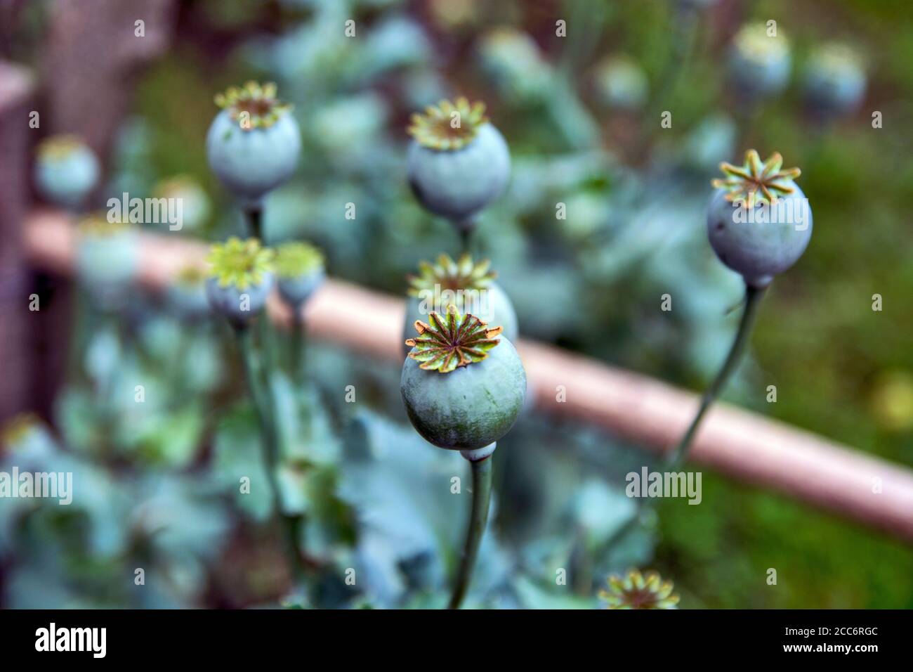 Poppy fruits hi-res stock photography and images - Alamy