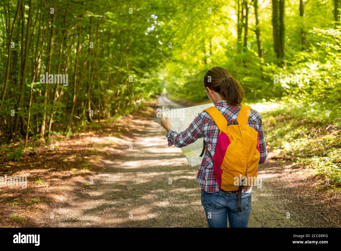 woman walker with a backpack reading a map, forest road, back view ...
