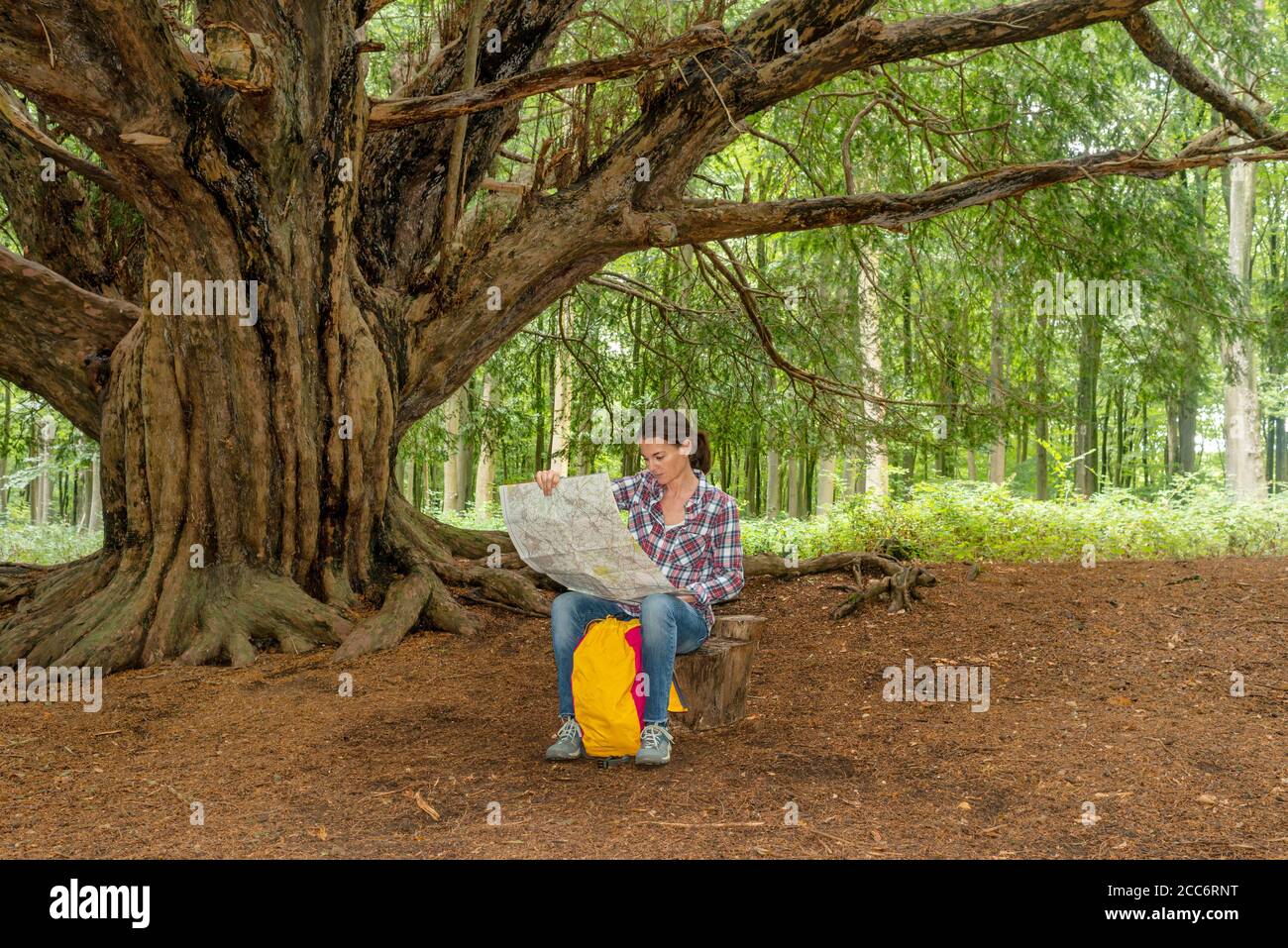 woman hiker sitting and reading a map by a tree in the forest Stock ...