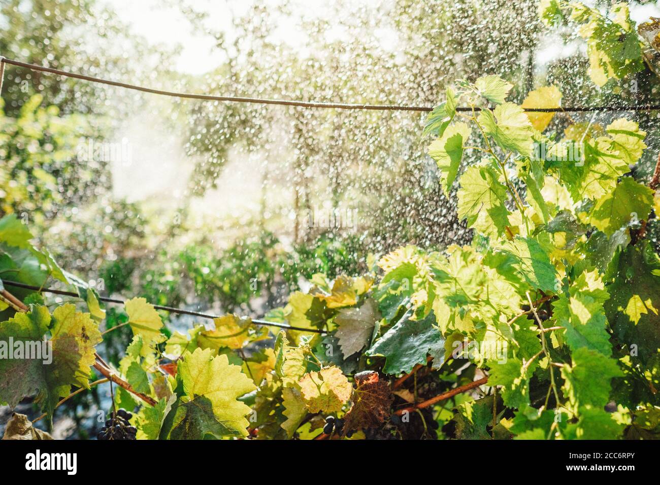 Irrigation system watering the grape Vineyard at summer day Stock Photo ...