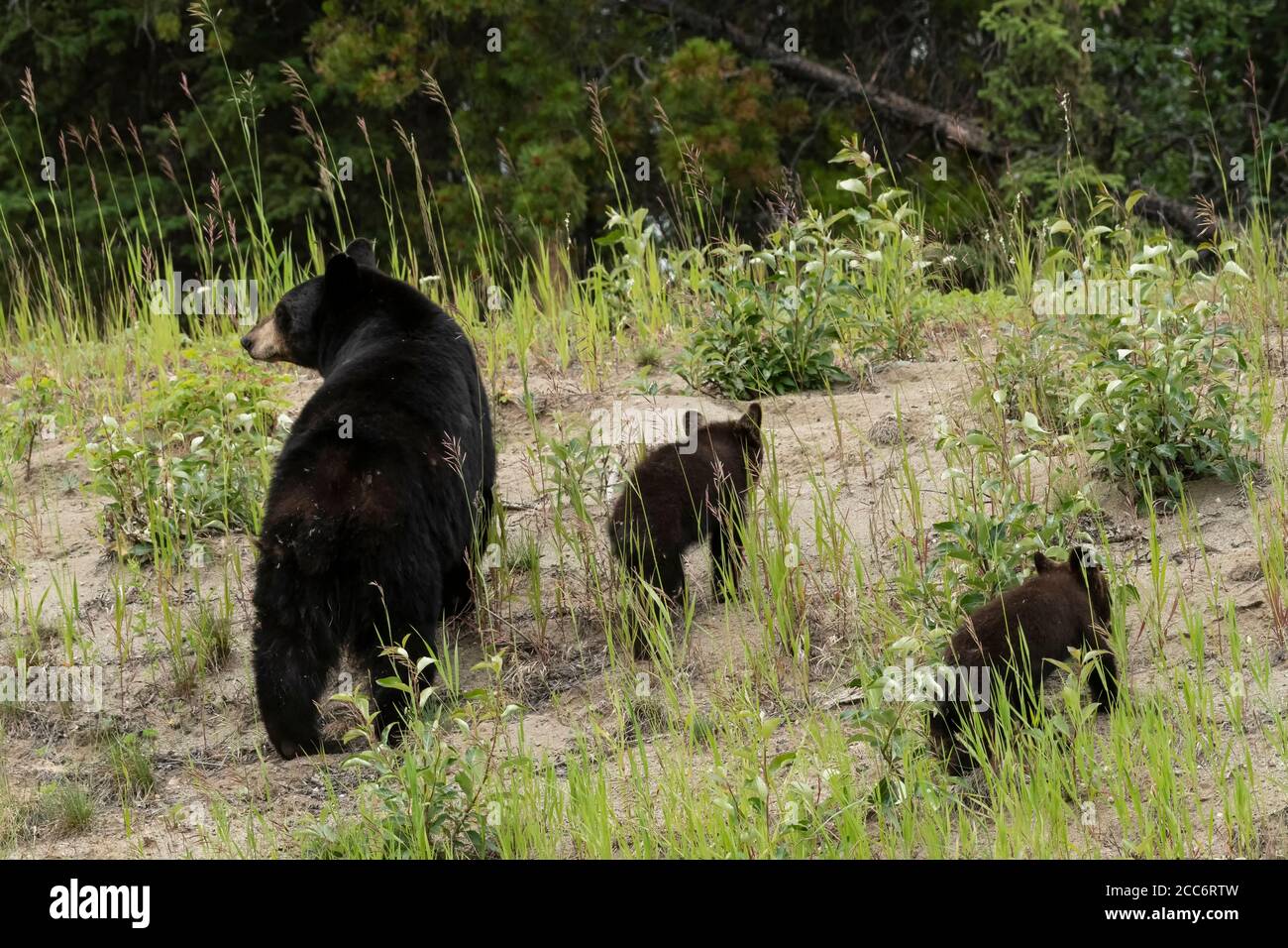 Yukon bear hi-res stock photography and images - Alamy