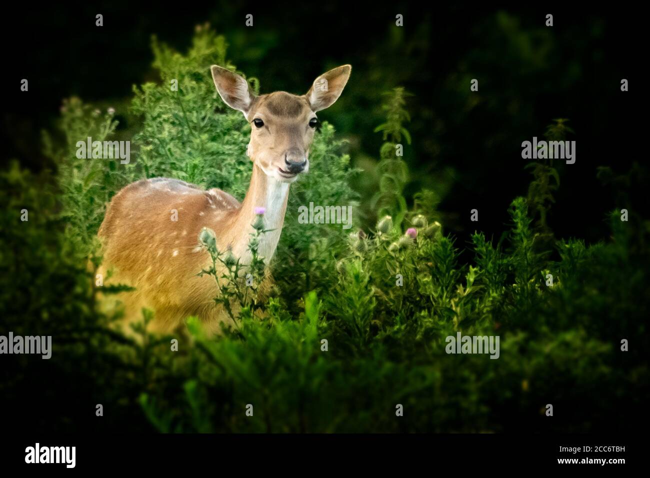 fallow deer in a woodland area Stock Photo - Alamy