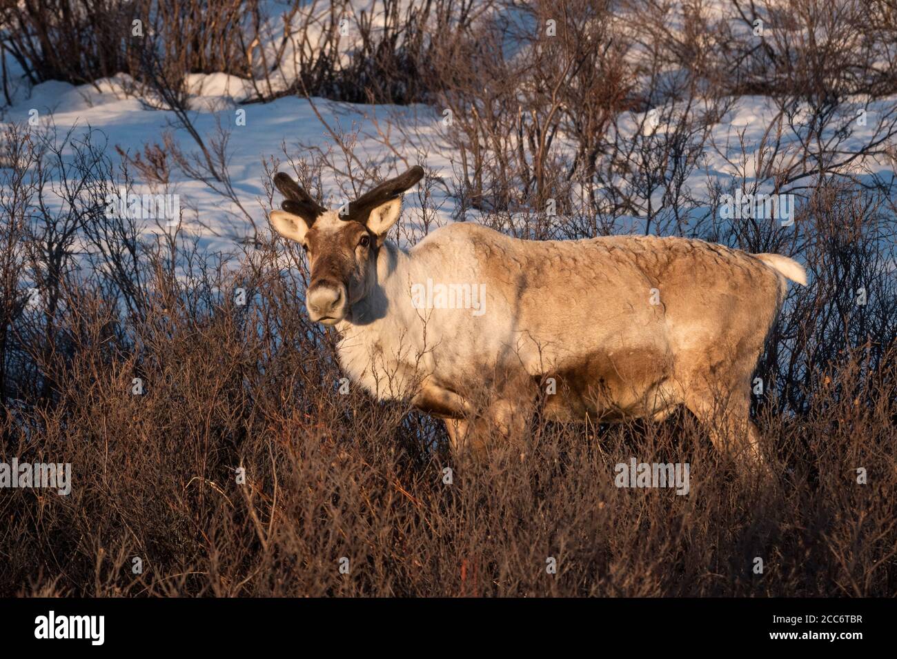 North America; United States; Alaska; Denali National Park; Wildlife ...