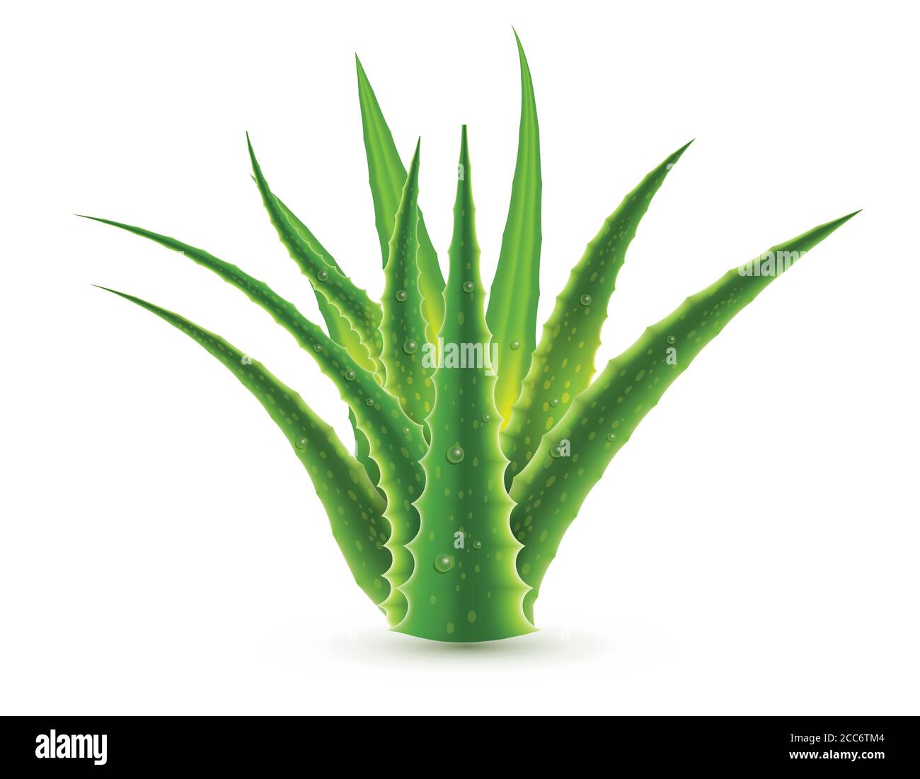 Aloe vera vector vectors hi-res stock photography and images - Alamy