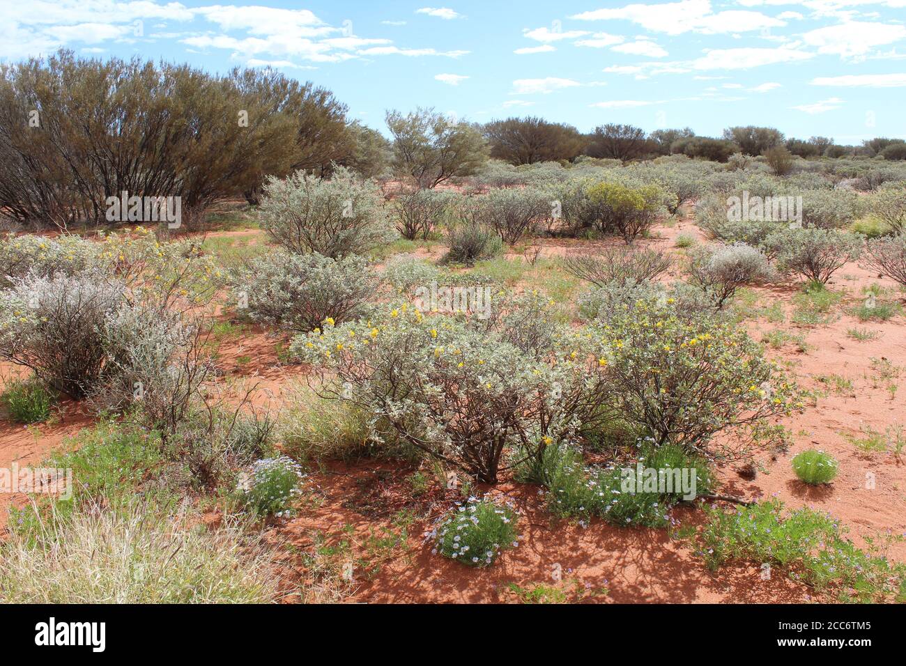 Bushes and flowers in the australian outback Stock Photo - Alamy