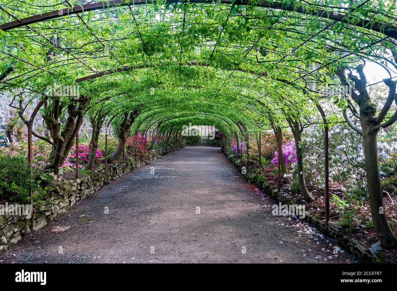 Laburnum arch hi-res stock photography and images - Alamy