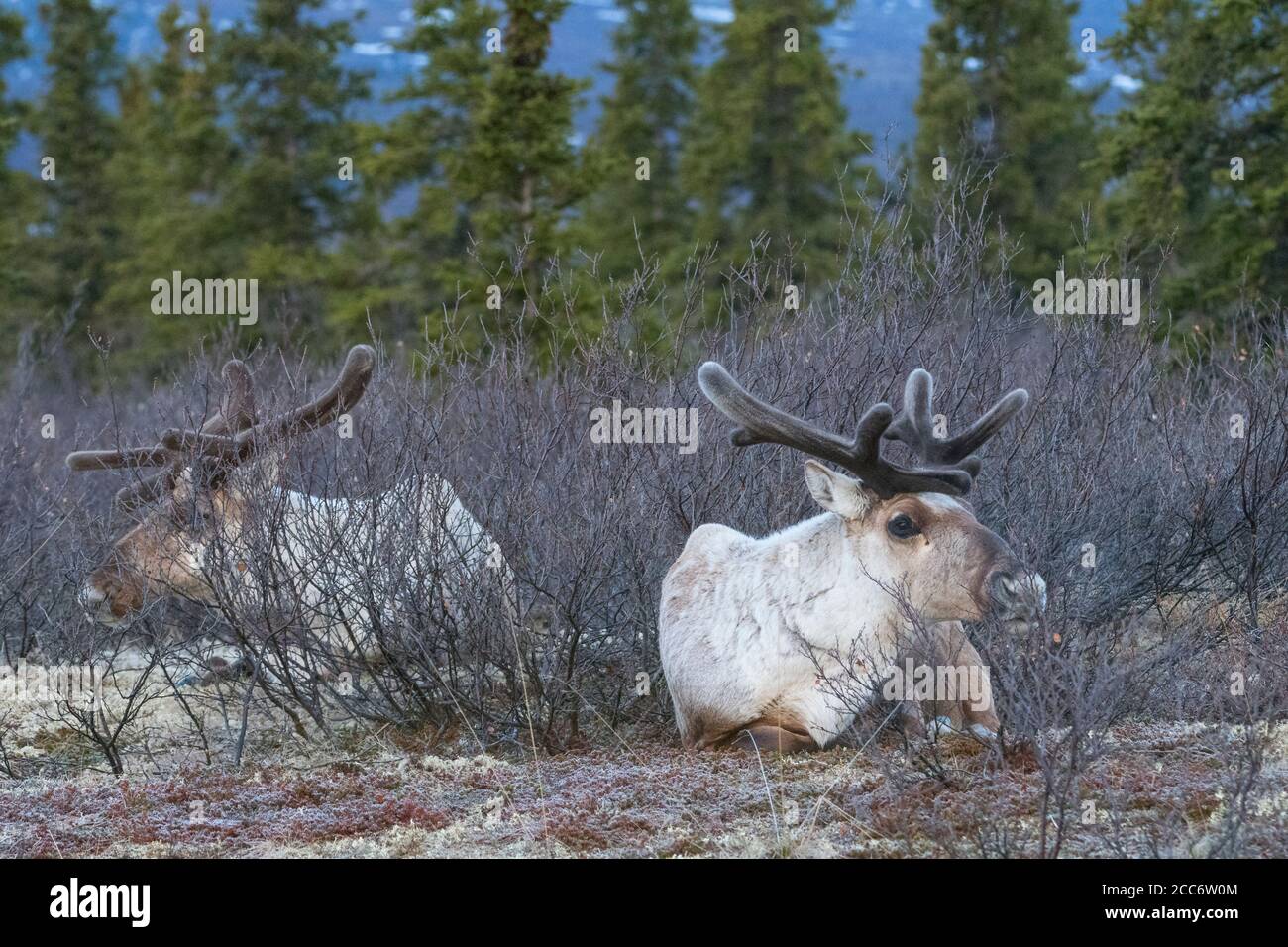 North America; United States; Alaska; Denali National Park; Wildlife ...