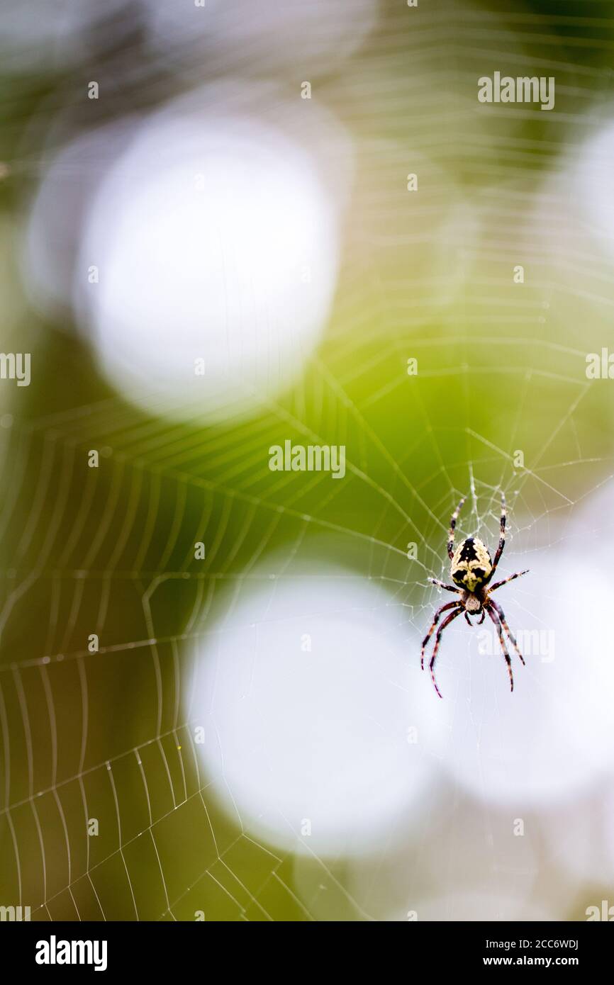 Spider in web Stock Photo - Alamy