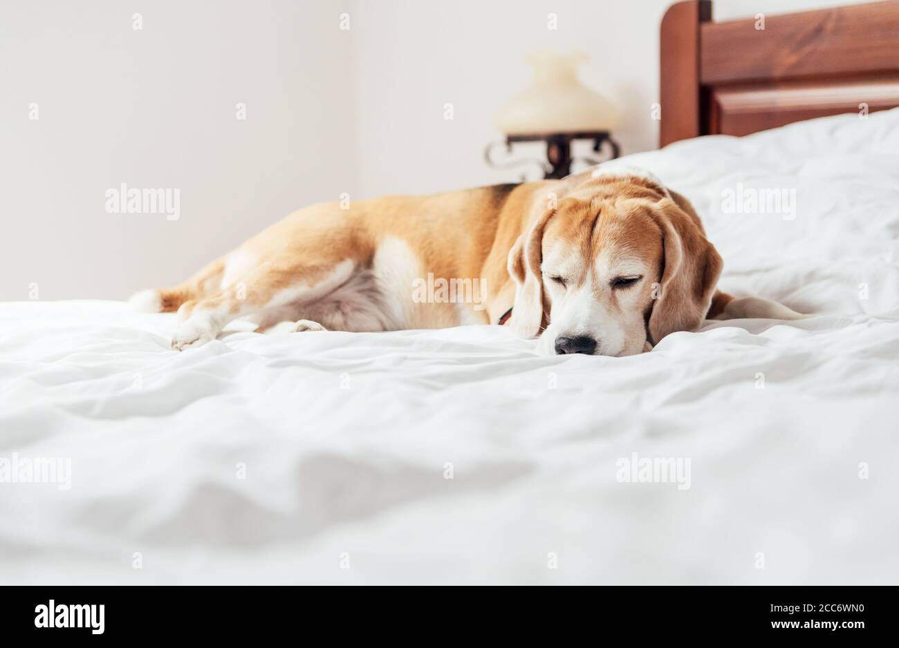 Beagle dog sleeps on his owner's white clear bed Stock Photo - Alamy