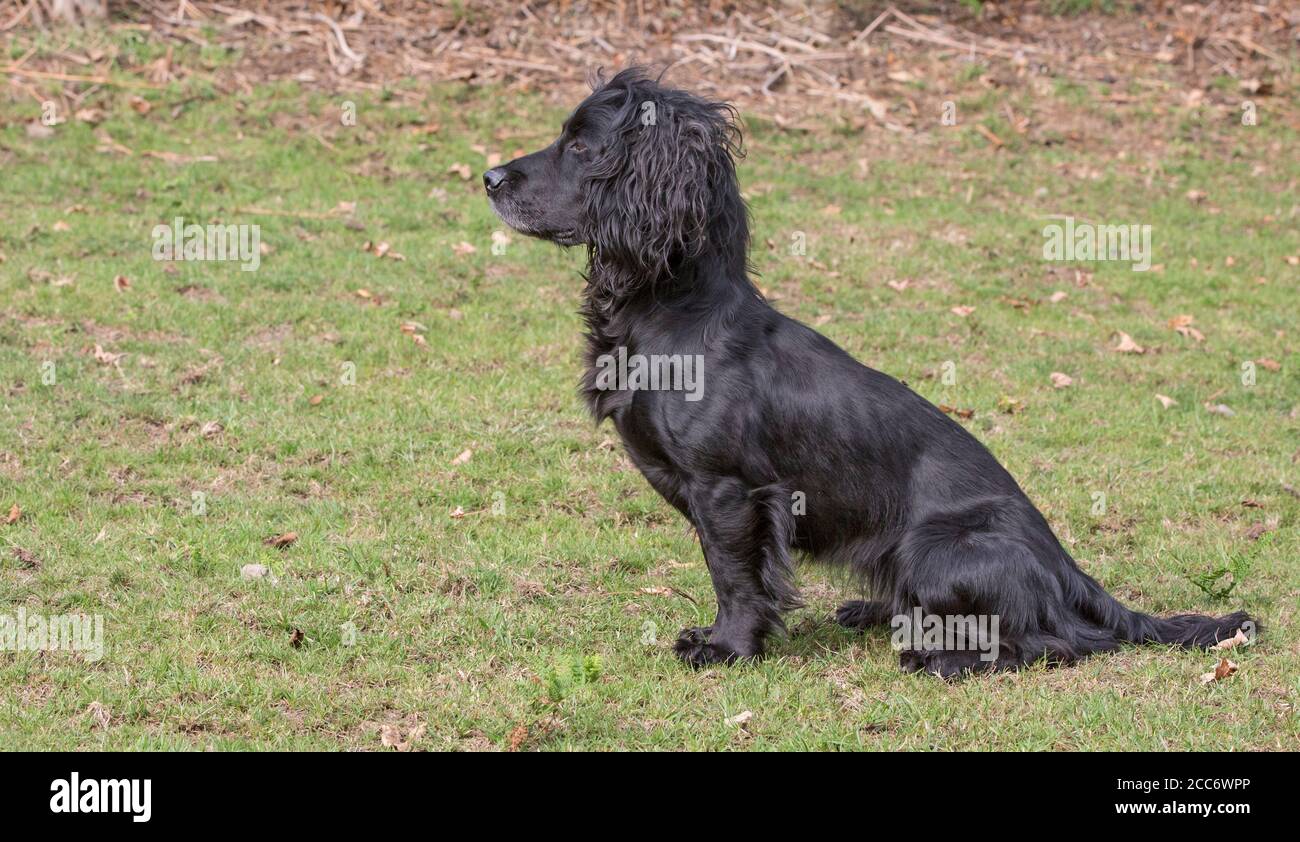 Black cocker spaniel Stock Photo - Alamy