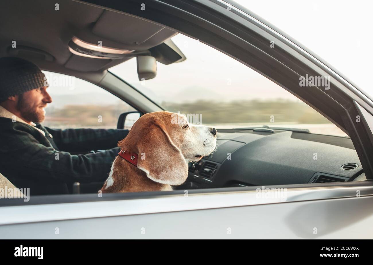 Warm dressed man enjoying the modern car driving with his beagle dog ...