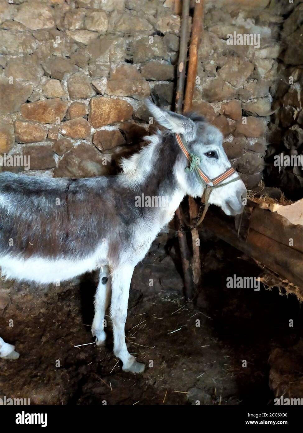 Donkey in a barn hi-res stock photography and images - Alamy