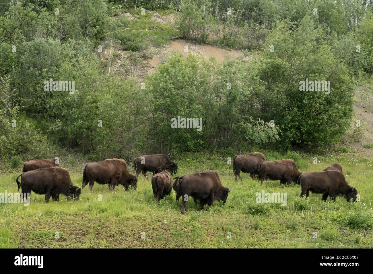 Columbia wildlife hi-res stock photography and images - Alamy
