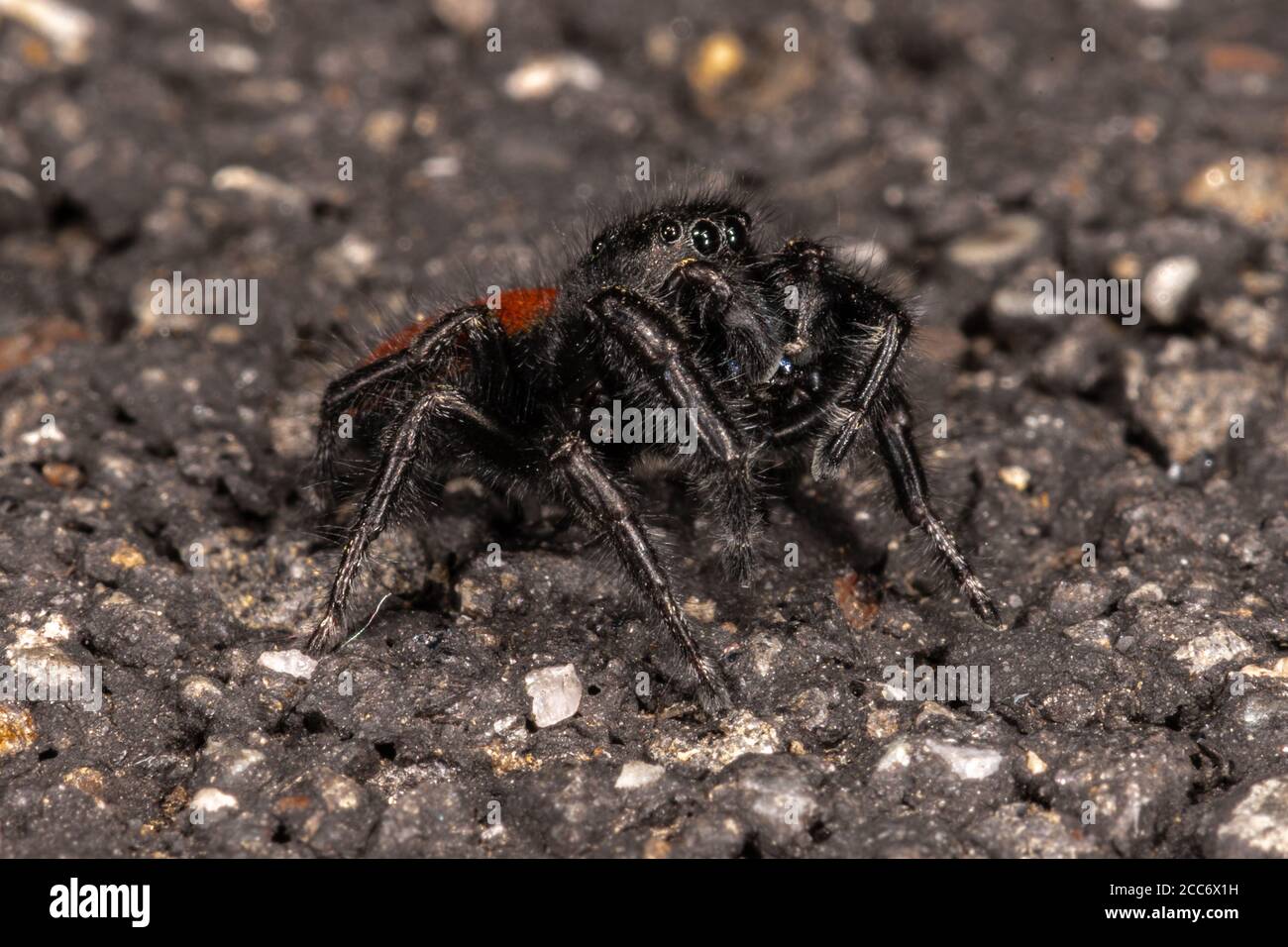 Male Red-backed Jumping Spider (Phidippus johnsoni Stock Photo - Alamy