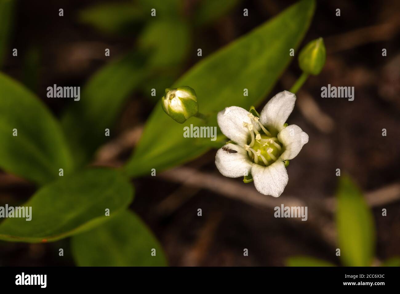 Mountain sandwort hi-res stock photography and images - Alamy