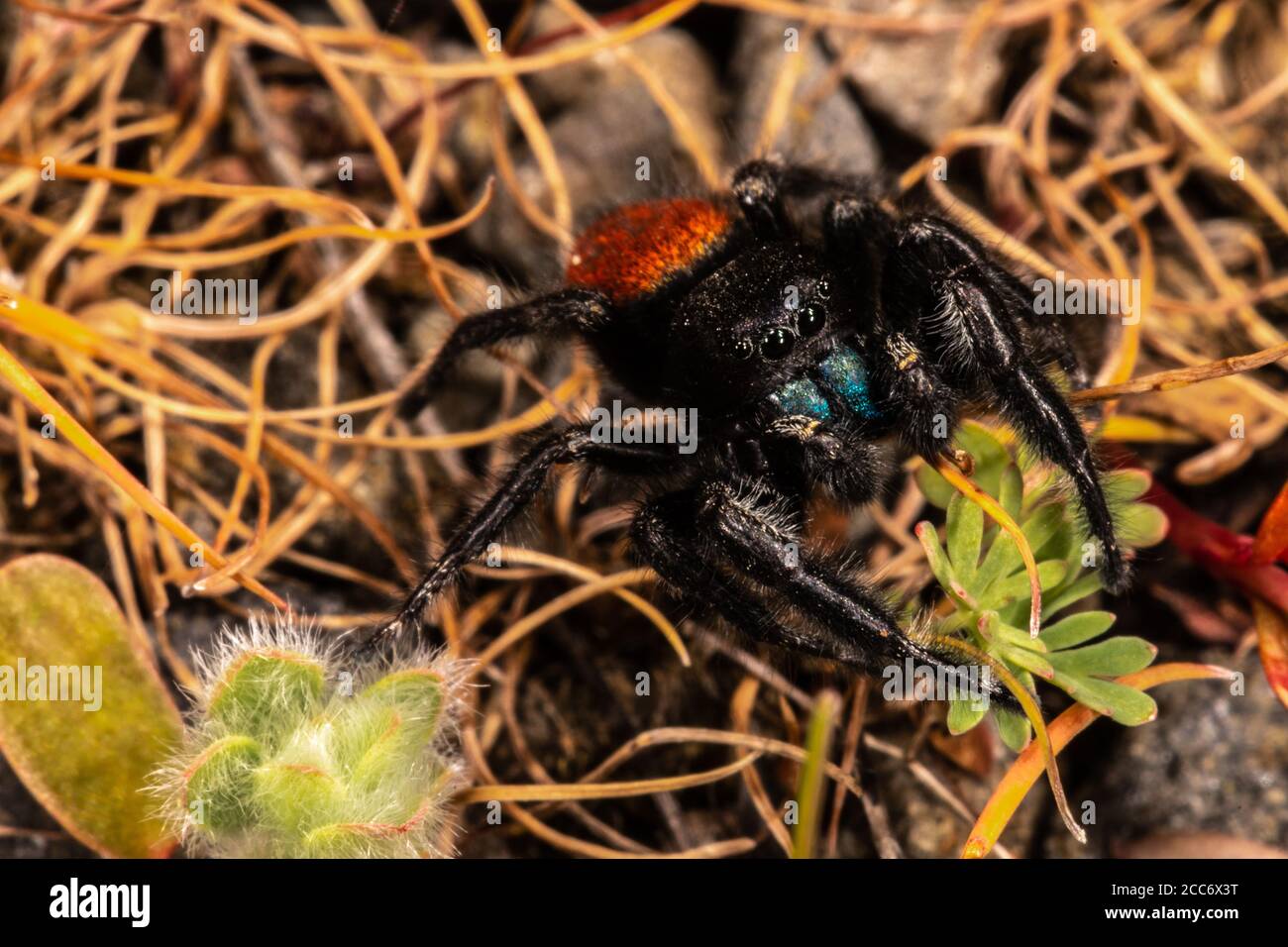 Phidippus johnsoni hi-res stock photography and images - Alamy