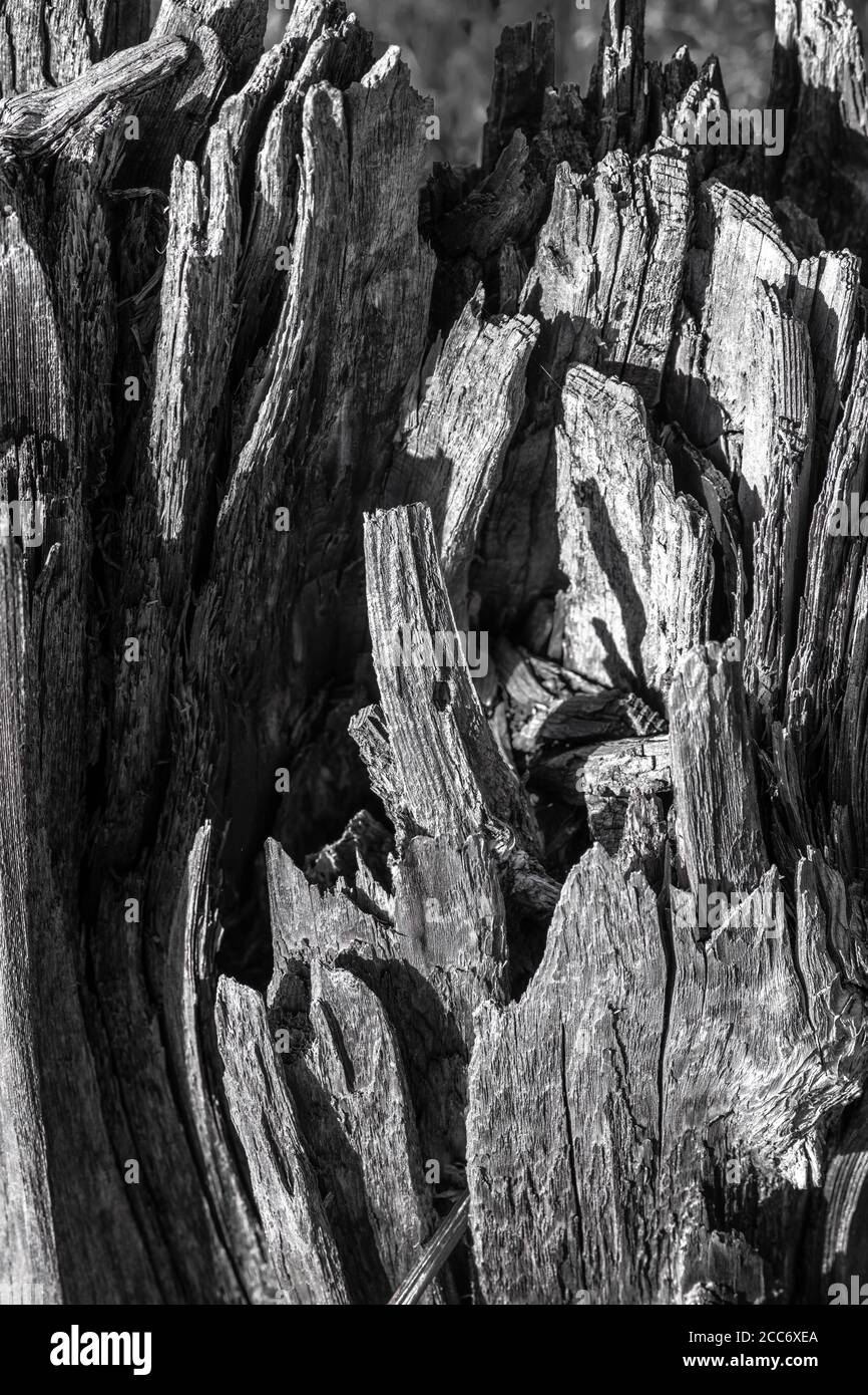 Old Burned Conifer Tree Trunk Stock Photo - Alamy