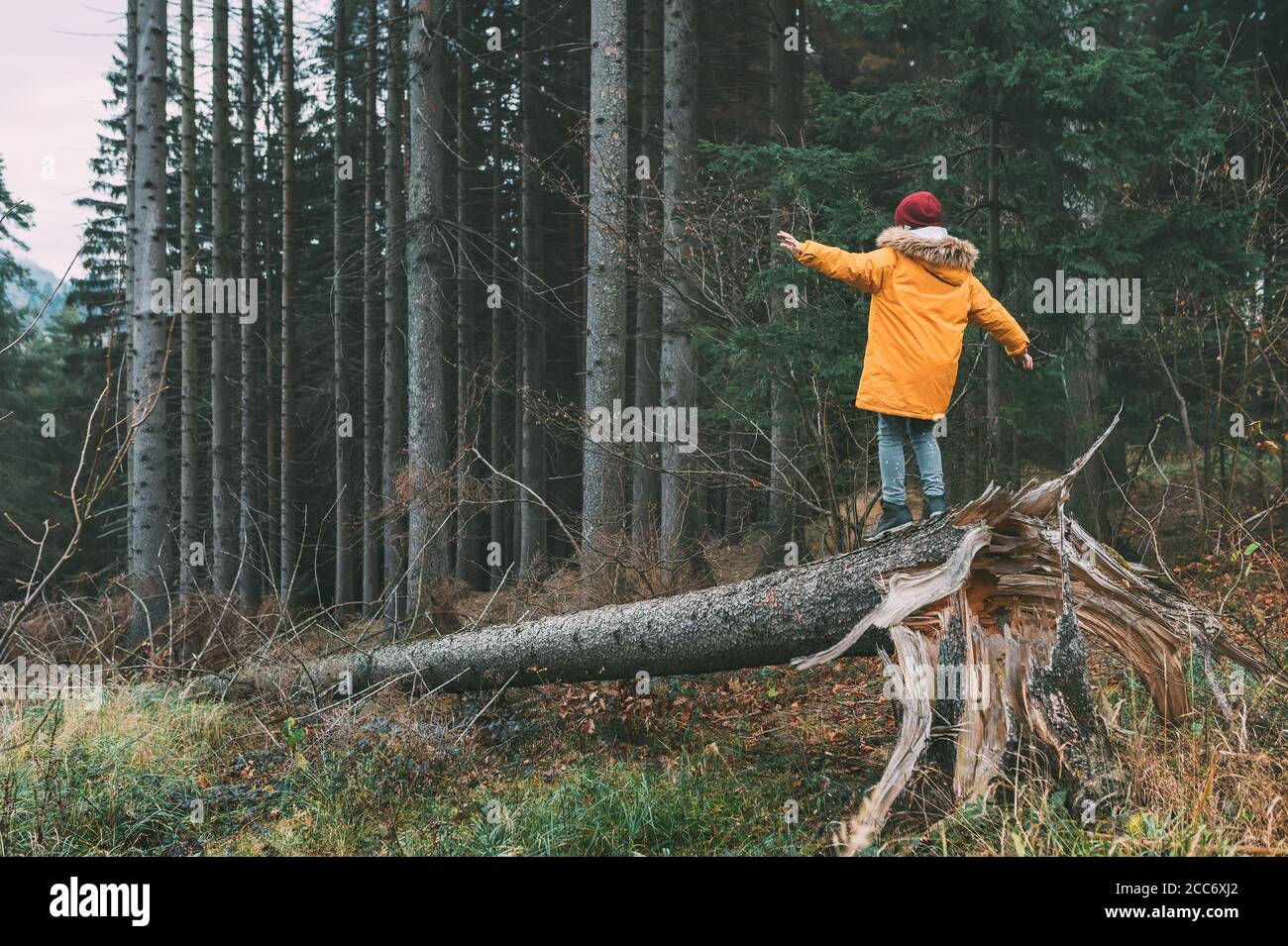 Boy in bright yellow parka (puffer jacket) walks in pine forest on the ...