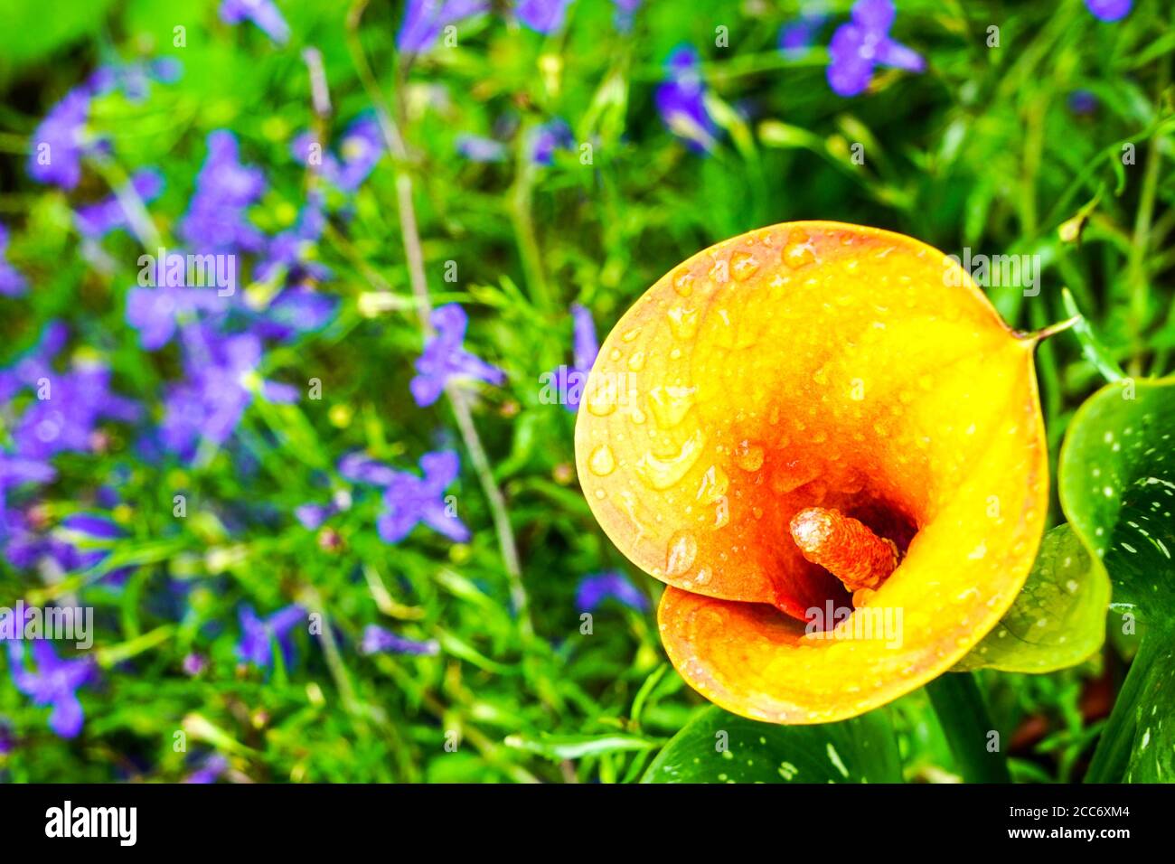 beautiful orange calla lily zantedeschia flower after rain Stock Photo ...