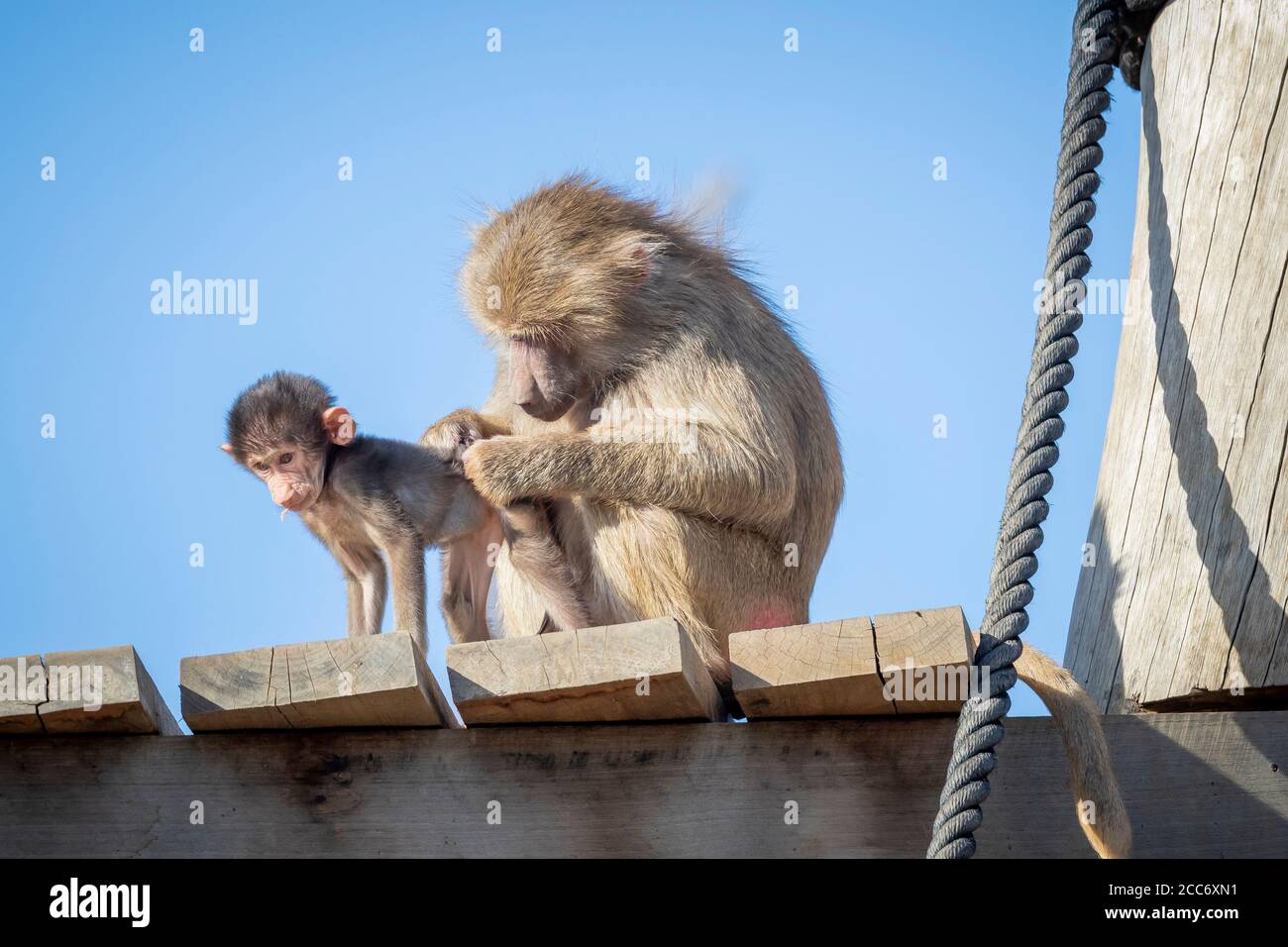 Monkey family unit hi-res stock photography and images - Alamy