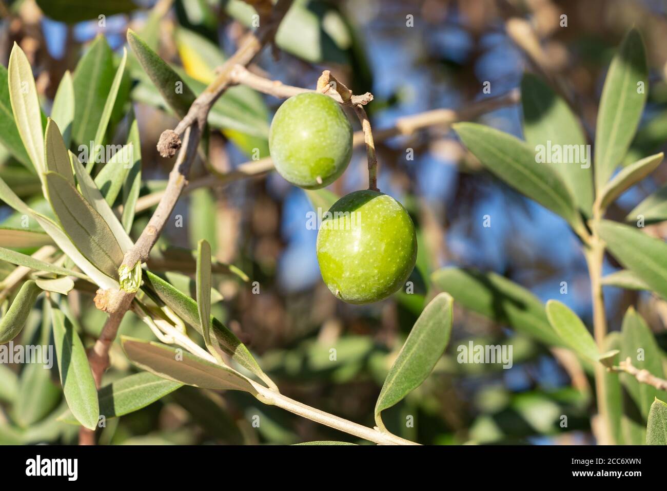 Olive tree cultivation hi-res stock photography and images - Alamy