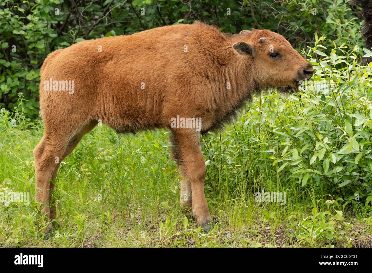 North America; Canada; British Columbia; Wildlife; Mammals; Wood Bison ...
