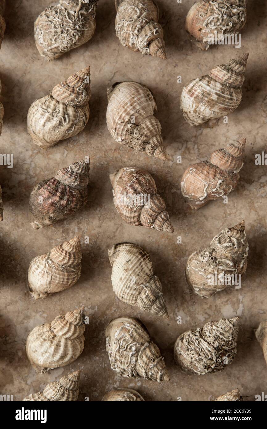 Whelk Shell High Resolution Stock Photography and Images - Alamy